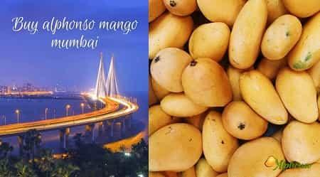 Buy Alphonso Mangoes Mumbai | AlphonsoMango.in