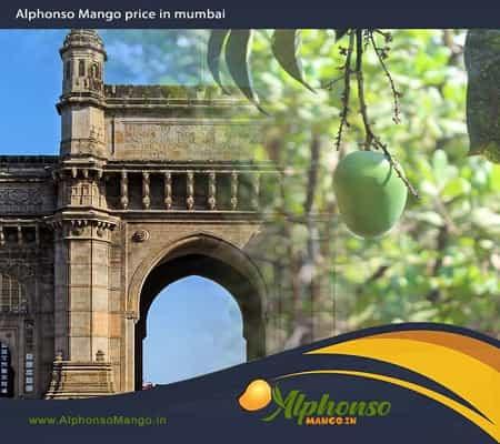 Hapus Mango Price in Mumbai – Buy Fresh Alphonso – AlphonsoMango.in