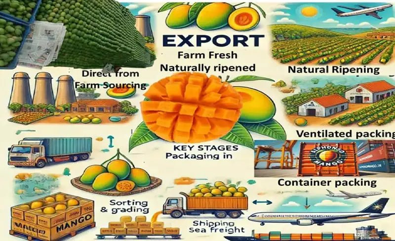 How to Export Mangoes from India | 2026 Wholesale Guide – AlphonsoMango.in