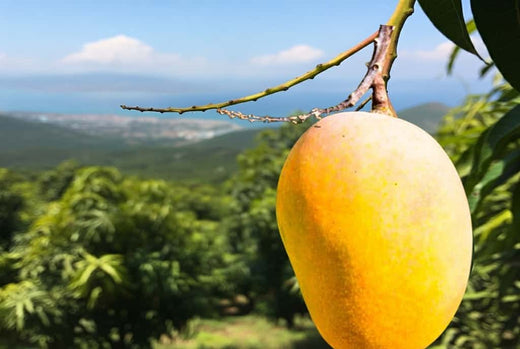 Devgad Mangoes Wonder of Konkan | AlphonsoMango.in