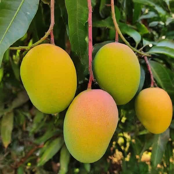 Buy Organic Devgad Alphonso Mangoes Now In Mumbai.