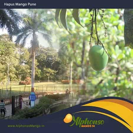 Discover Hapus Mango in Pune | Top 5 Farms & Online Delivery ...