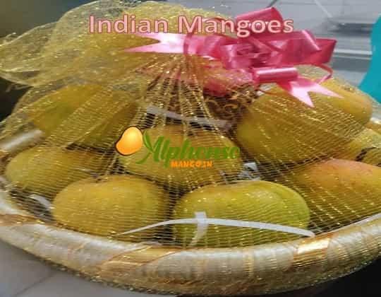 Indian Mango Online – Buy Fresh & Juicy Mangoes – AlphonsoMango.in
