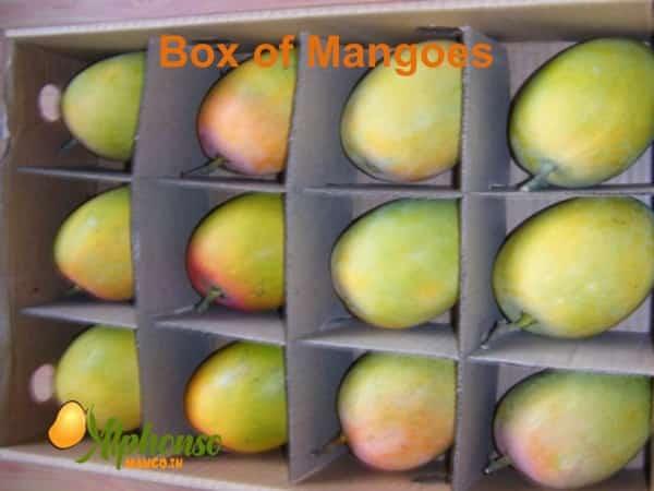 Box of Mangoes | Buy Fresh Alphonso & Kesar Online – AlphonsoMango.in