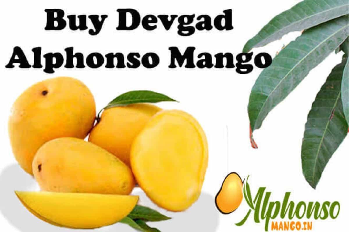 Devgad Alphonso Mango: Buy Online Now | AlphonsoMango.in