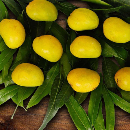 Buy Premium quality Mangoes Online | AlphonsoMango.in