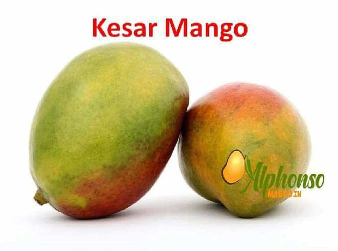 Buy Kesar Mango Online – Sweet & Farm Fresh Mangoes