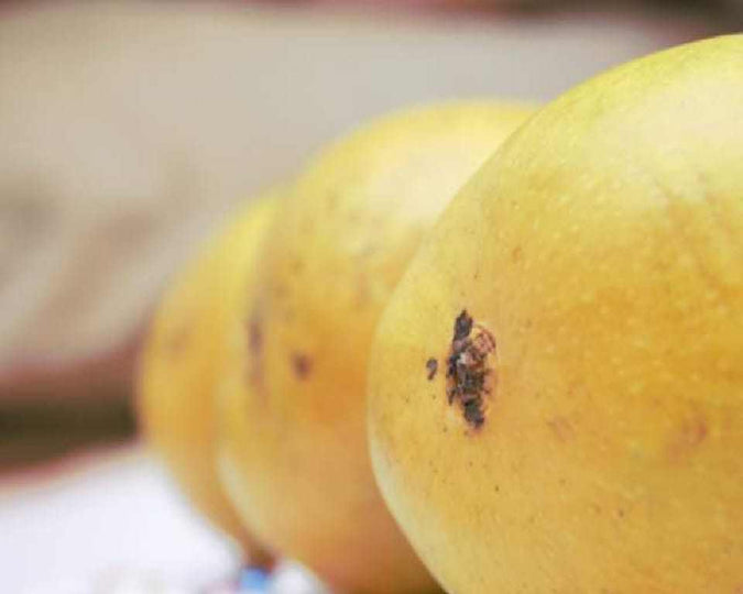 Buy Premium quality Mangoes Online | AlphonsoMango.in