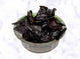 Buy Kokum Aamsul Online Kokum Rind Garcinia Indica – AlphonsoMango.in