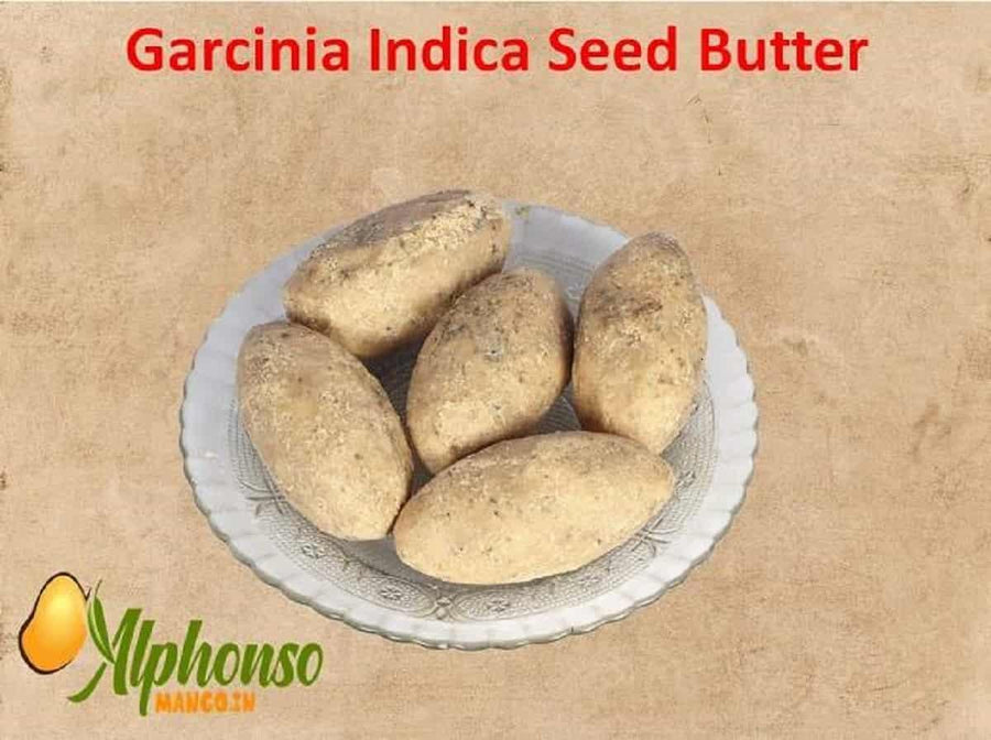 Buy Kokum Butter (Kokum Tel, Kokum Oil) for Skin – AlphonsoMango.in